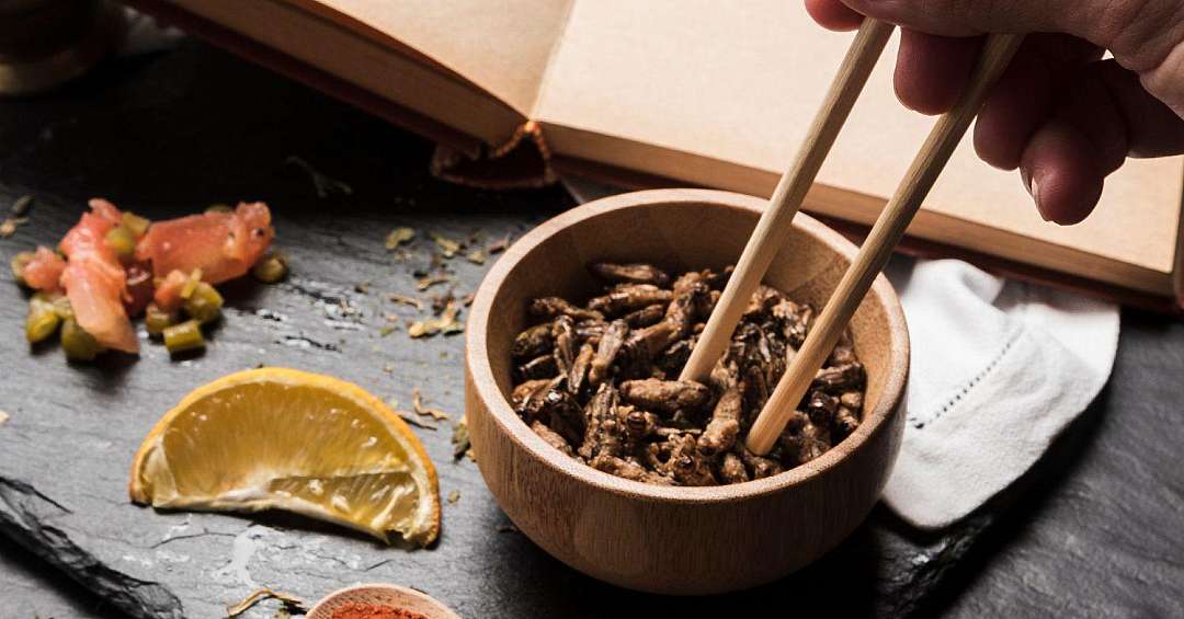 Robaki z paki. Pierwszy sklep na Śląsku z jadalnymi owadami, które ...