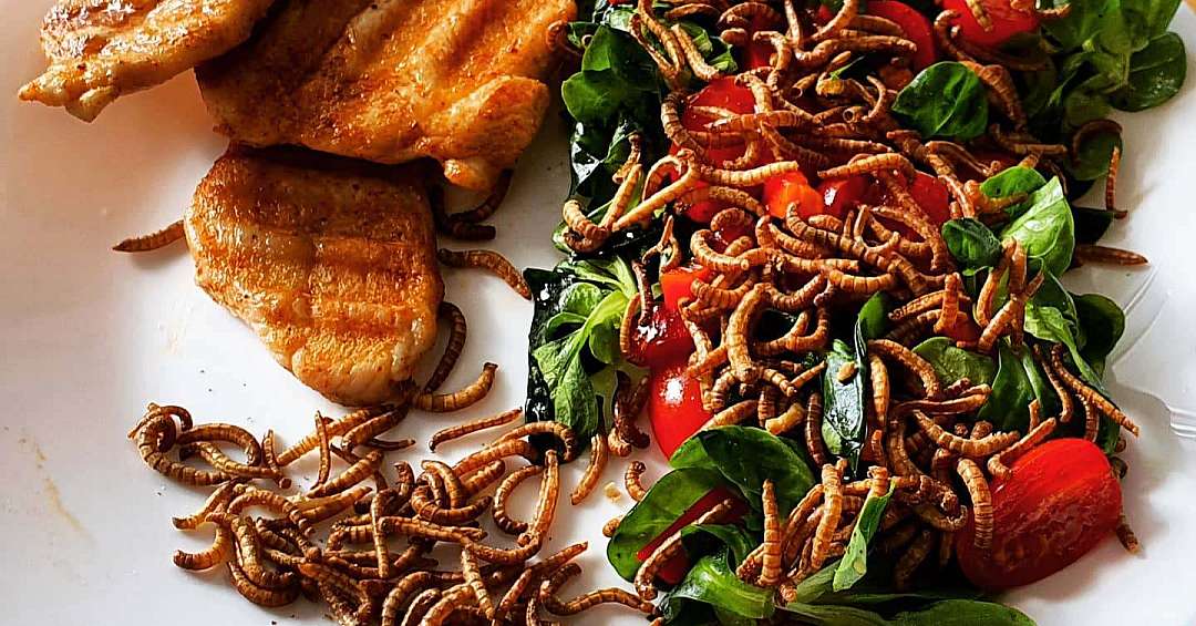 Robaki z paki. Pierwszy sklep na Śląsku z jadalnymi owadami, które ...