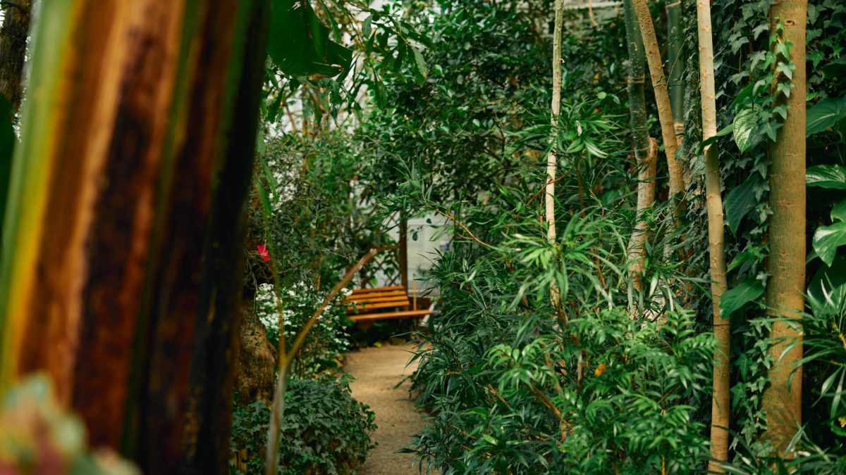 Zdjęcie 5 | Palmiarnia w Gliwicach, czyli mokry sen Cezarego Baryki ...