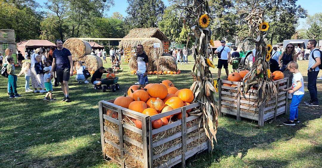 W Rudzie Śląskiej powstała Farma dyniowa. Będzie czynna tylko nieco ...