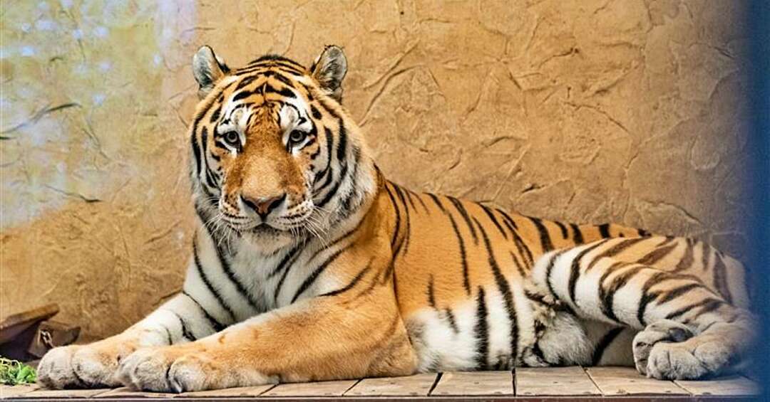 Chorzów: W śląskim zoo zamieszkał największy dziki kot świata. To ...